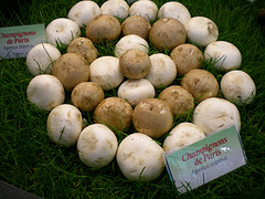 Champignons farcis aux champignons